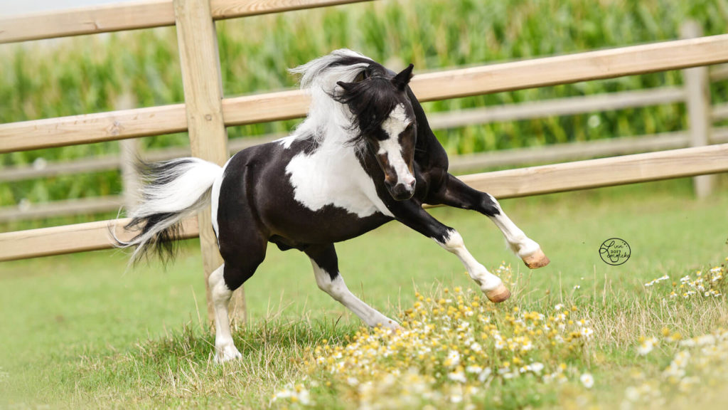 Amerikaans Miniatuur Paard – Imperial Miniature Horse Club