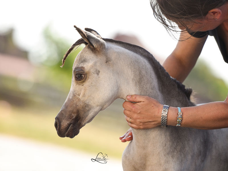 Amerikaans Miniatuur Paard – Imperial Miniature Horse Club